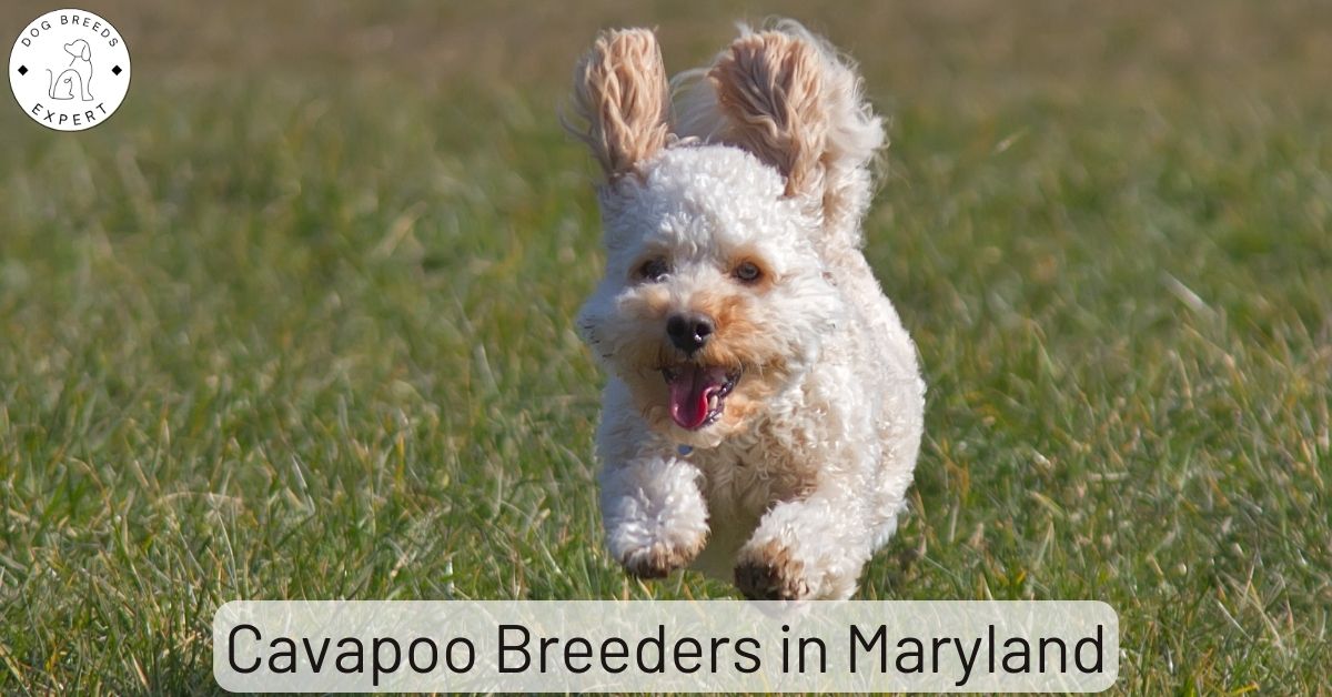 Cavapoo Breeders in Maryland | List of 4 Local Breeders