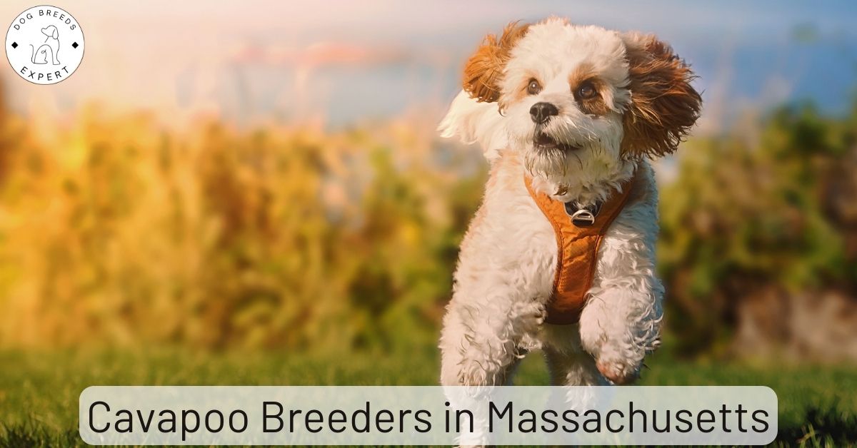 7 Best Labrador Retriever Breeders in the USA (2025)