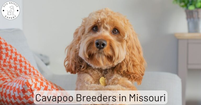 Cavapoo Breeders in Missouri | List of 4 Local Breeders