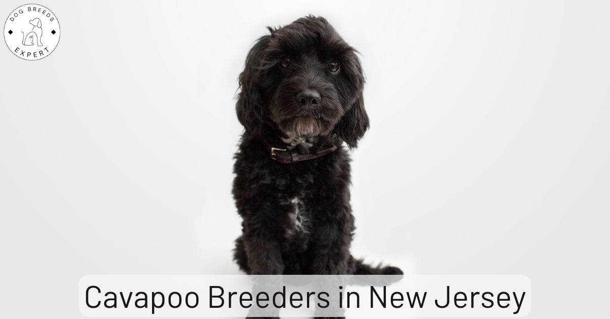 The 10 Best Dog Breeders In The UK (2025)