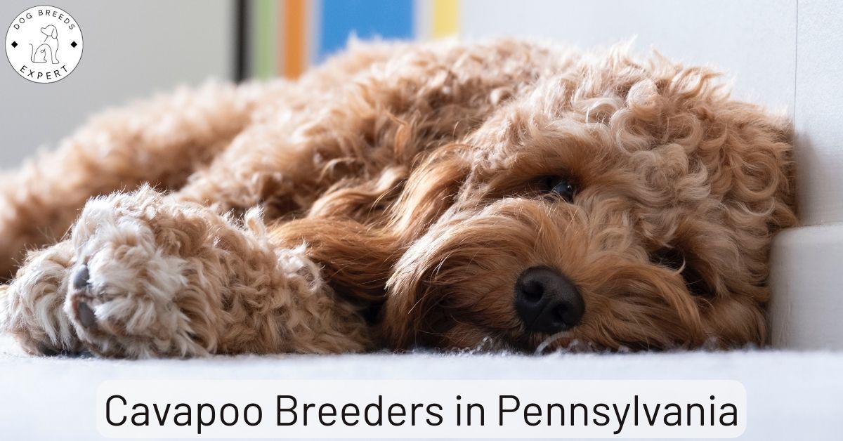Cavapoo Breeders in Pennsylvania | List of 4 Local Breeders