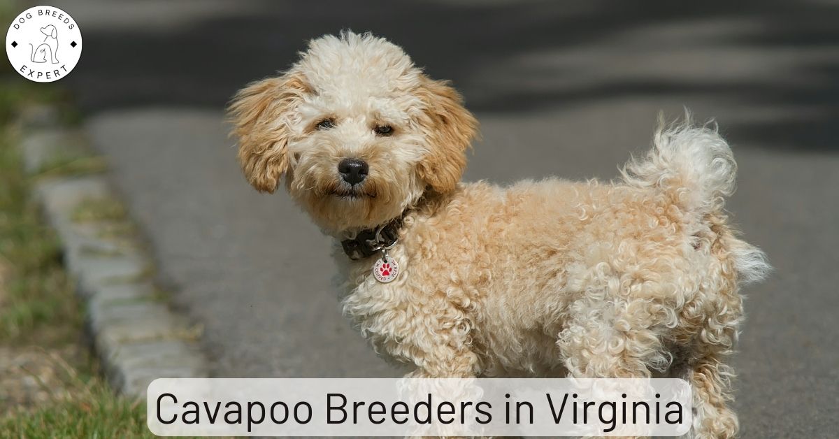 Cavapoo Breeders in Virginia | List of 3 Local Breeders