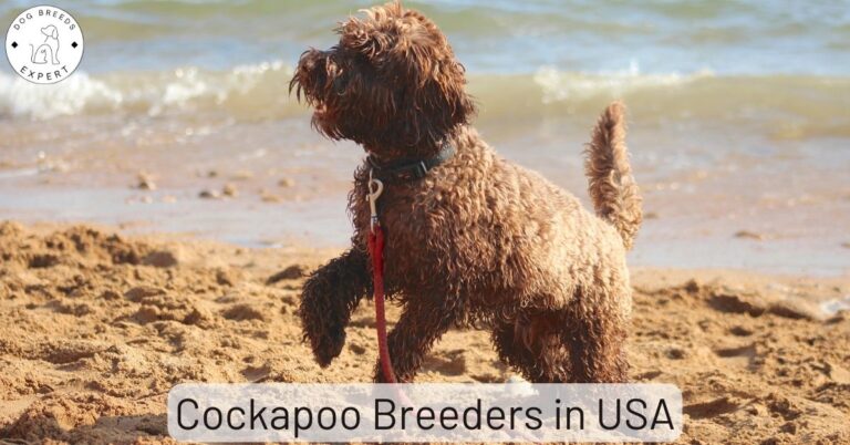 Cockapoo Breeders in USA | List of 7 Local Breeders