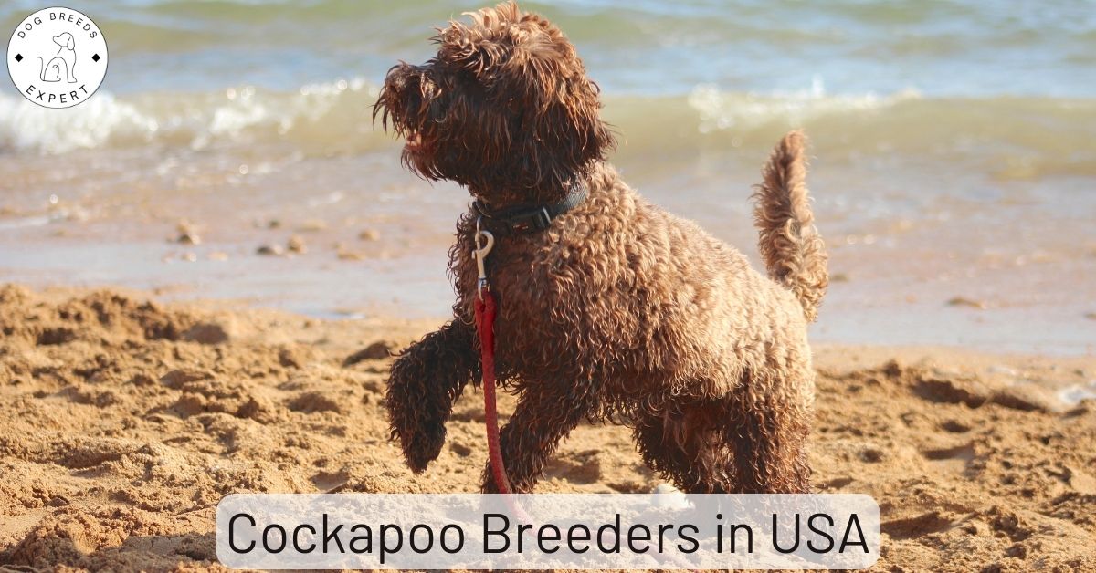 Cockapoo Breeders in USA | List of 7 Local Breeders