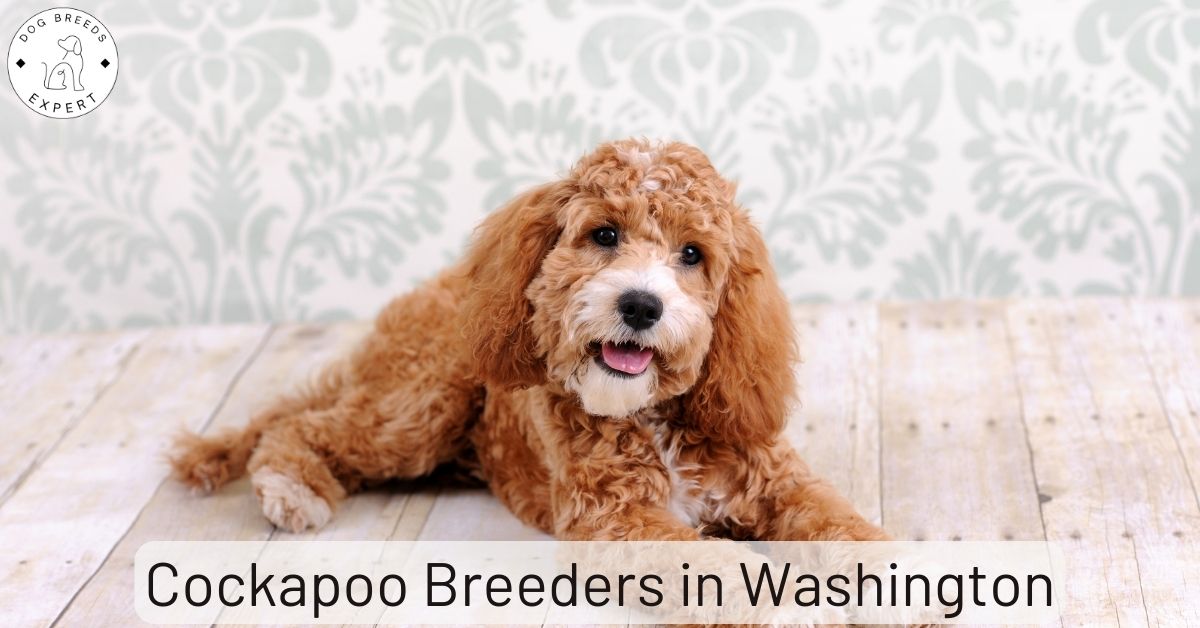 Cockapoo Breeders in Washington | List of 4 Local Breeders