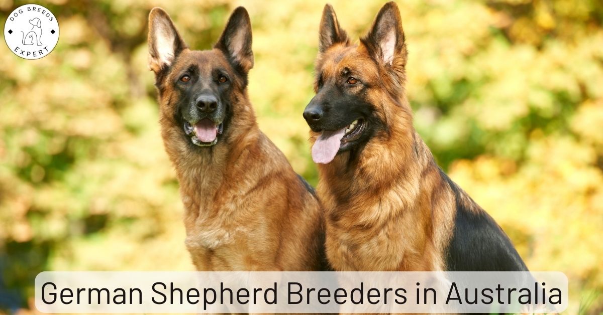 7 Best Labrador Retriever Breeders in the USA (2025)