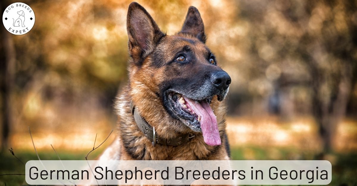 German Shepherd Breeders in Georgia | List of 5 Local Breeders