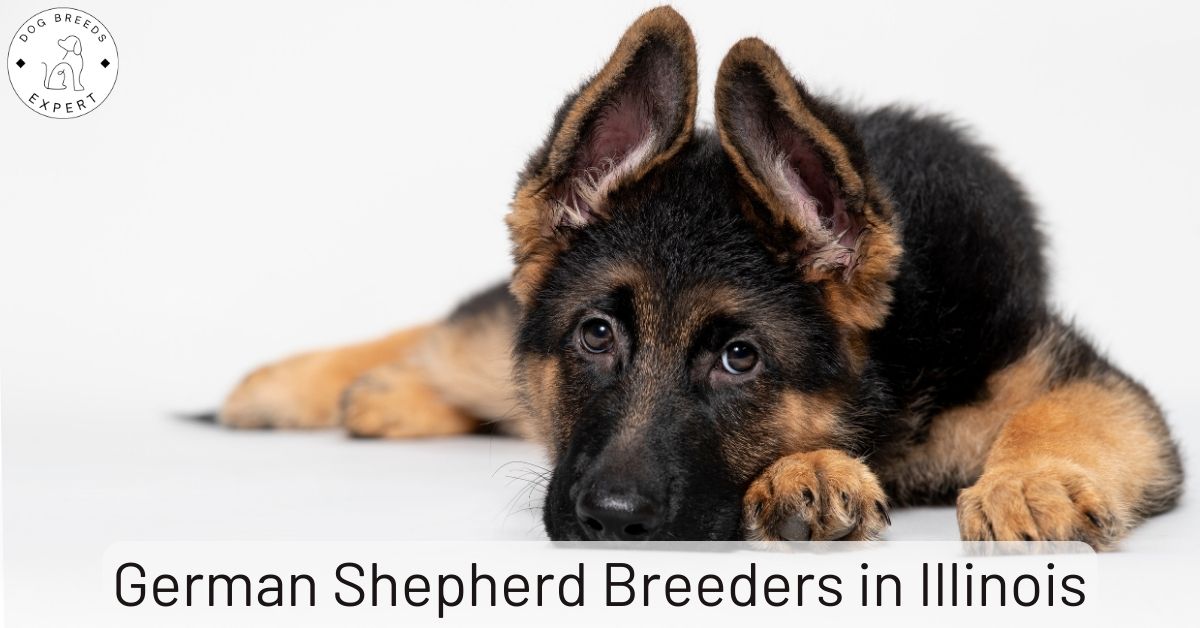 German Shepherd Breeders in Illinois | List of 5 Local Breeders