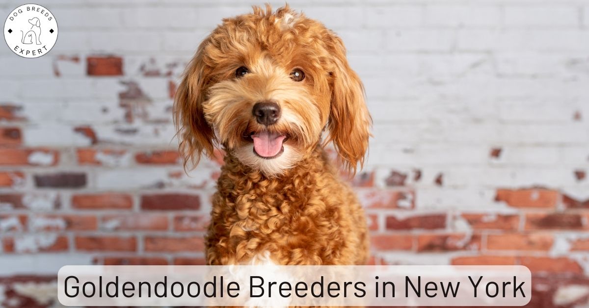 Goldendoodle Breeders in New York | List of 4 Local Breeders