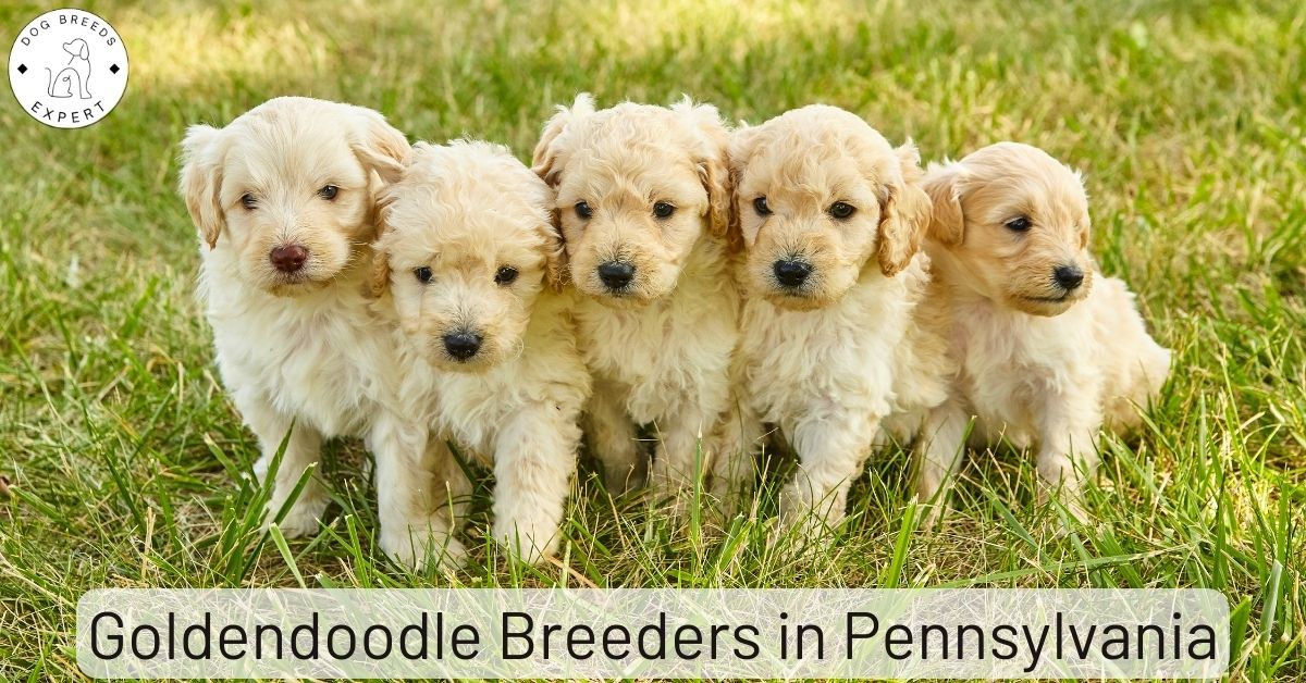 Goldendoodle Breeders in Pennsylvania | List of 3 Local Breeders