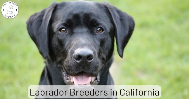 Labrador Breeders in California [2025] | List of 5 Local Breeders