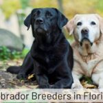 7 Best Labrador Retriever Breeders in the USA (2023)