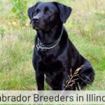 7 Best Labrador Retriever Breeders in the USA (2023)