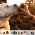7 Best Labrador Retriever Breeders in the USA (2023)
