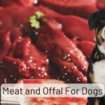 The Afghan Hound dog breed. Are you curious about this dog?