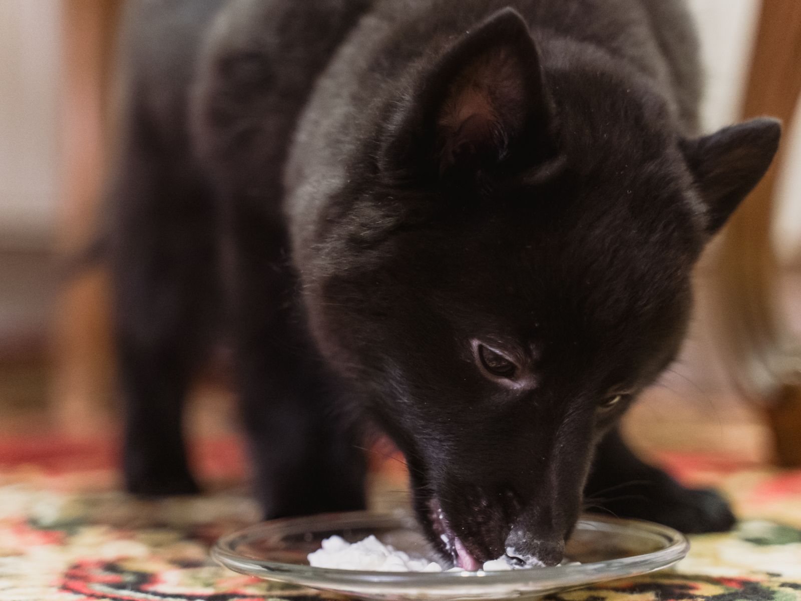 Can Dogs Eat Cheese? Expert Insights