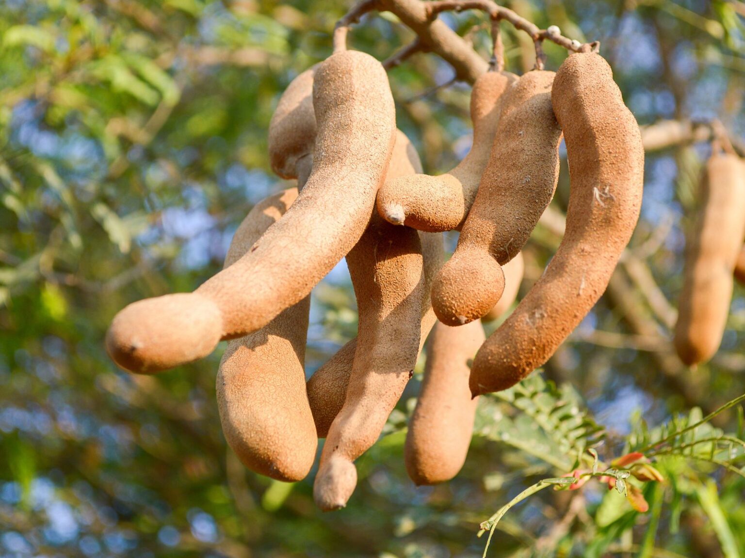 Can Dogs Eat Tamarind? Safety and Risks Explained