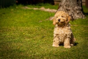 Cockapoo Breeders in USA | List of 7 Local Breeders