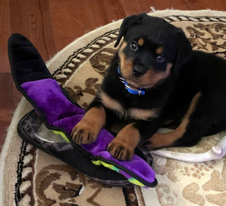 Rottweiler Breeders in Pennsylvania | List of 8 Local Breeders