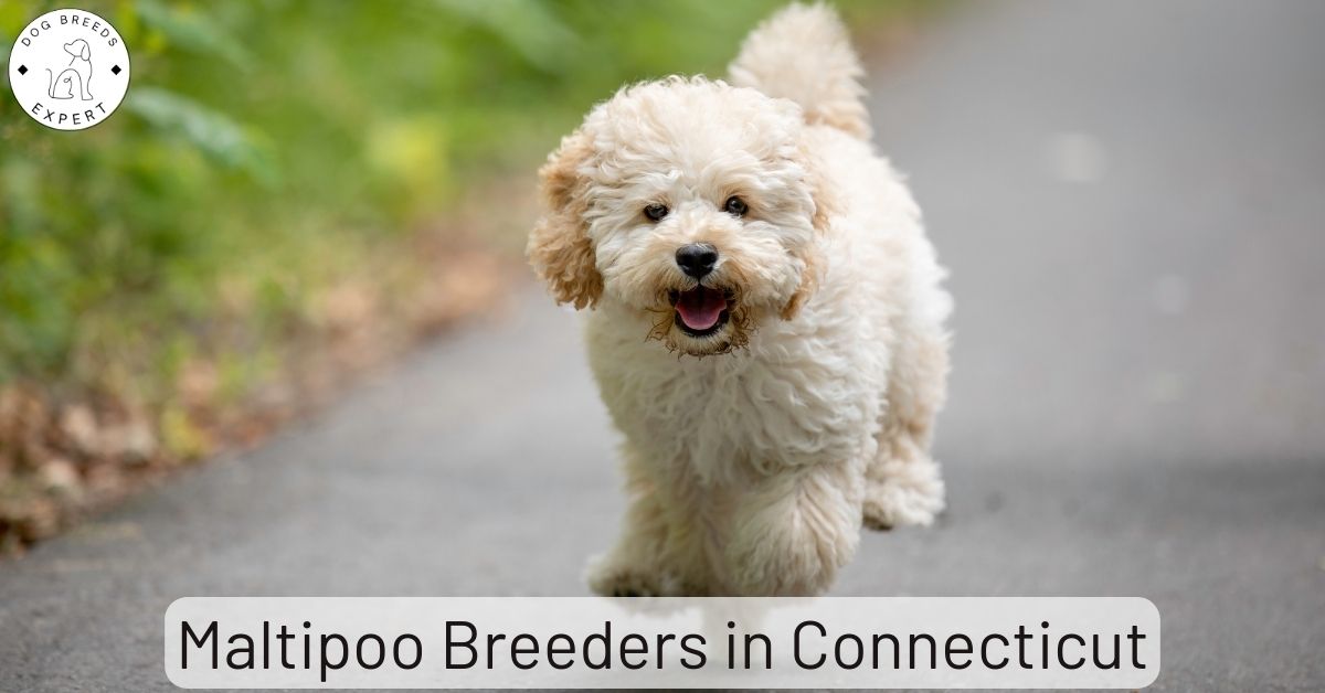 Maltipoo Breeders in Connecticut | List of 4 Local Breeders