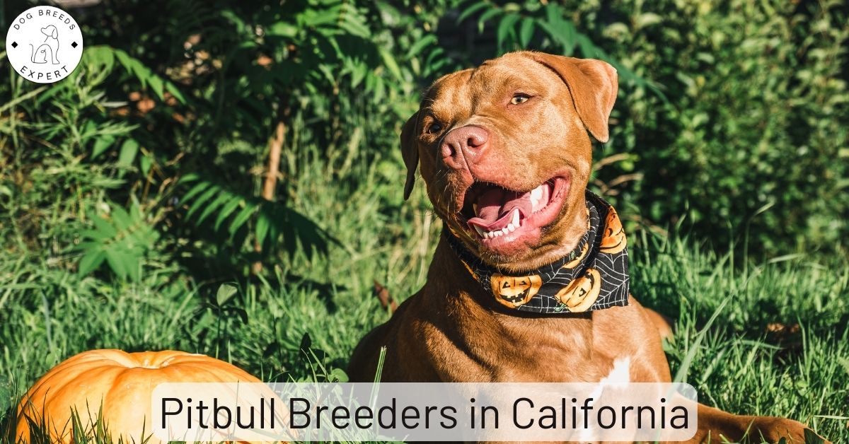 Pitbull Breeders in California | List of 6 Local Breeders