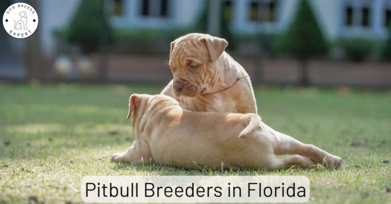 Pitbull Breeders in Florida | List of 9 Local Breeders