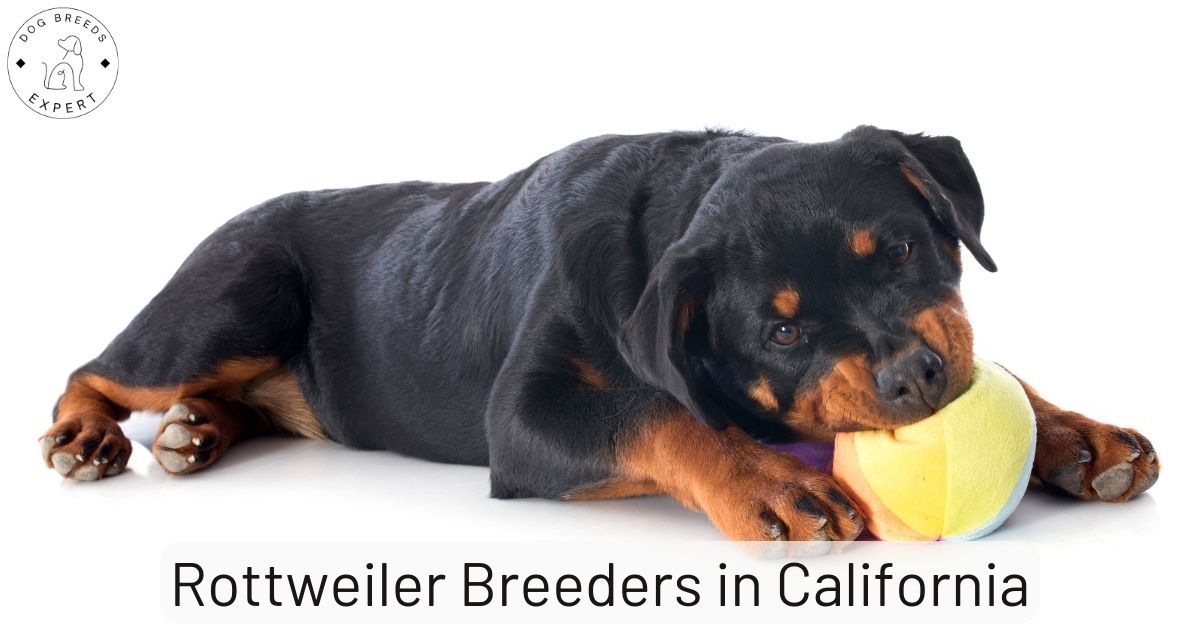 Rottweiler Breeders in California | List of 7 Local Breeders