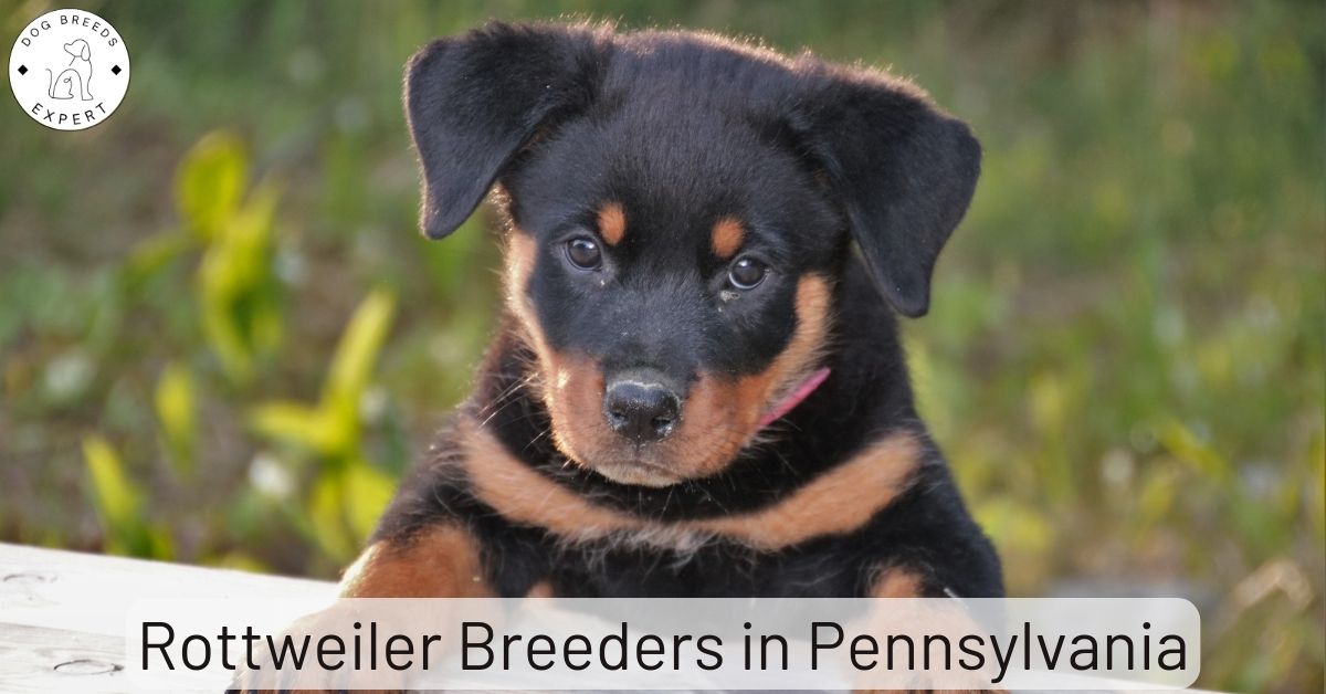 Rottweiler Breeders in Pennsylvania | List of 8 Local Breeders