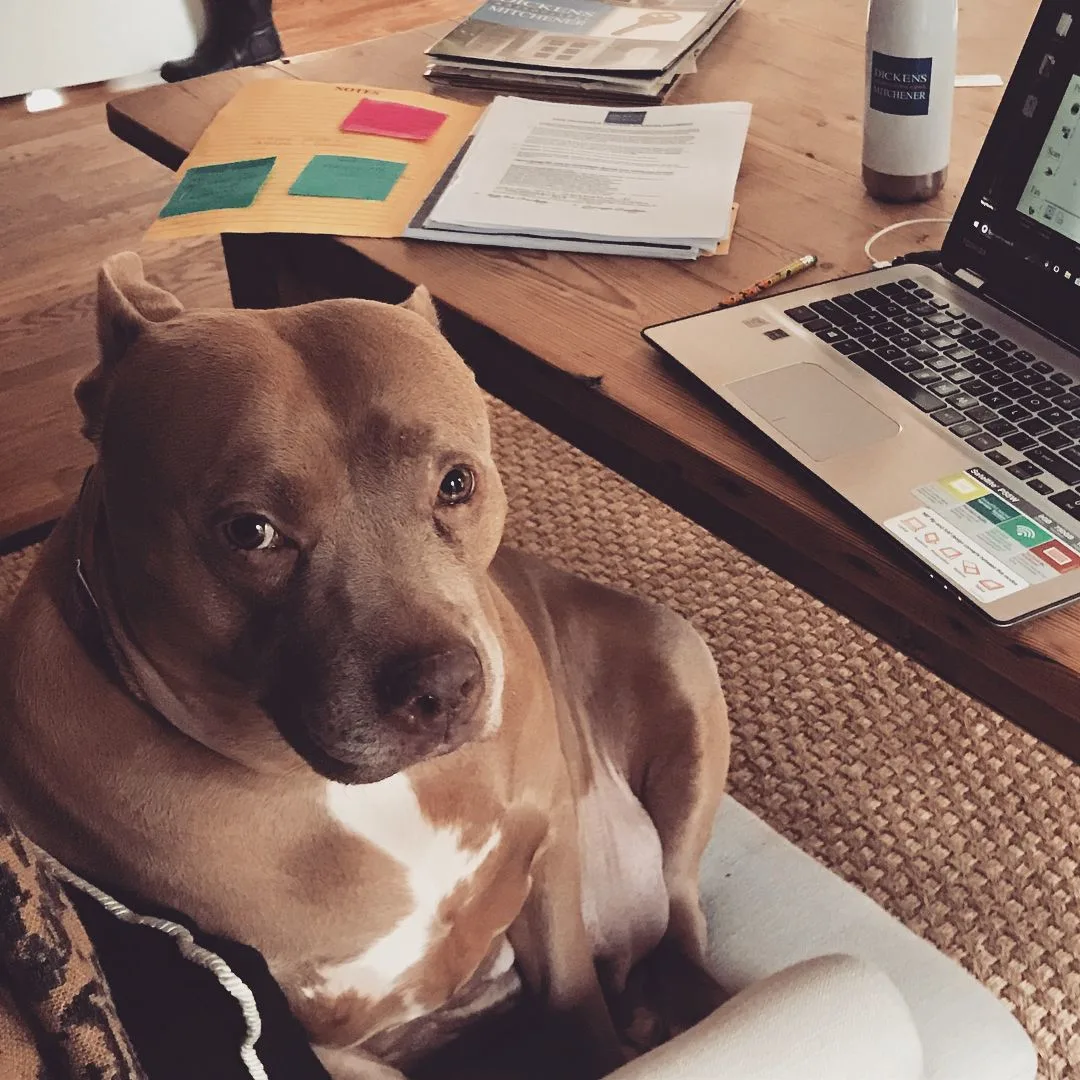Heartbroken Pitbull at the Shelter Crying: Thousands React To Video