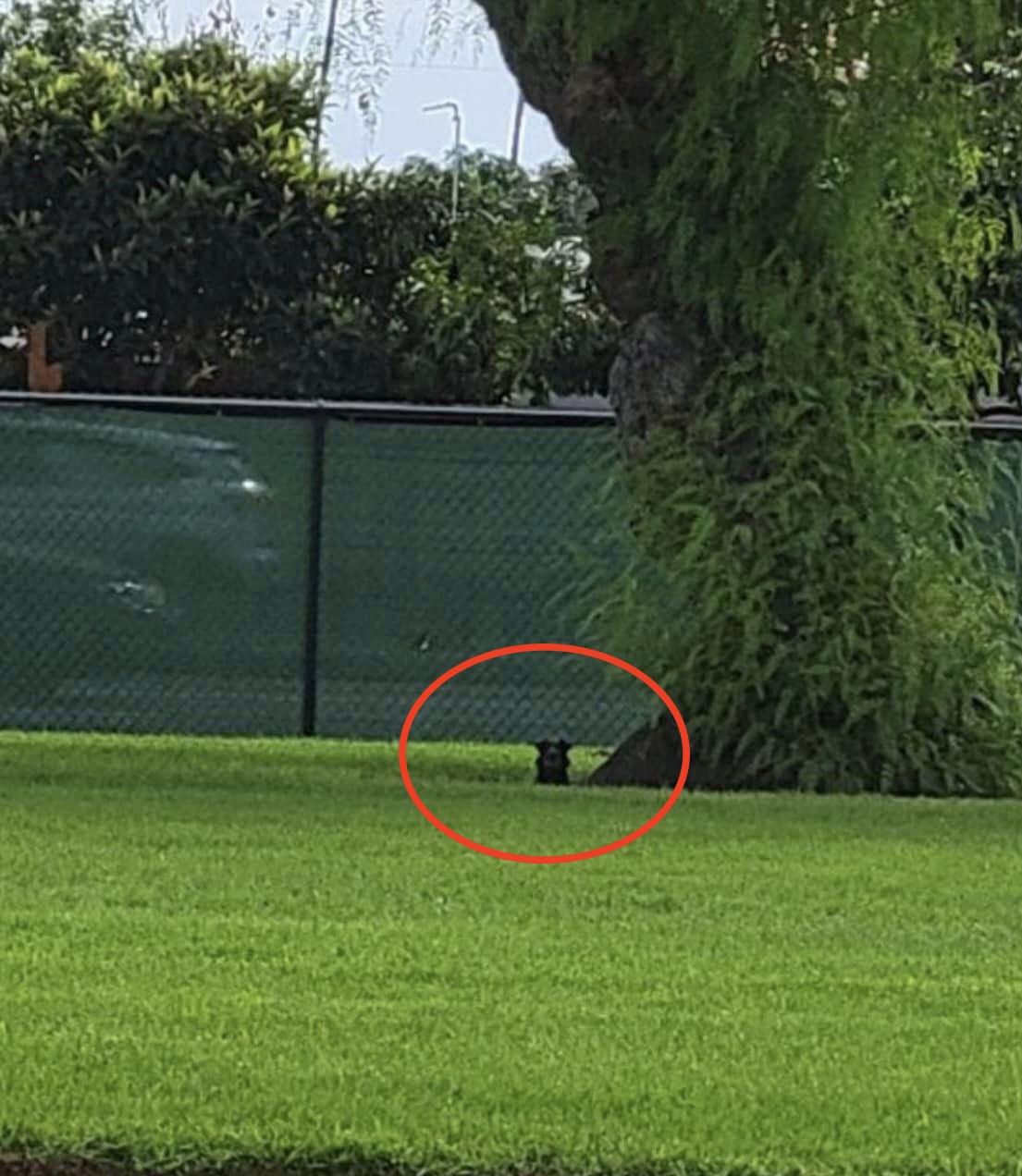 Furball Shocked Rescuer: A Discovery That Turned Astonishment into Awe