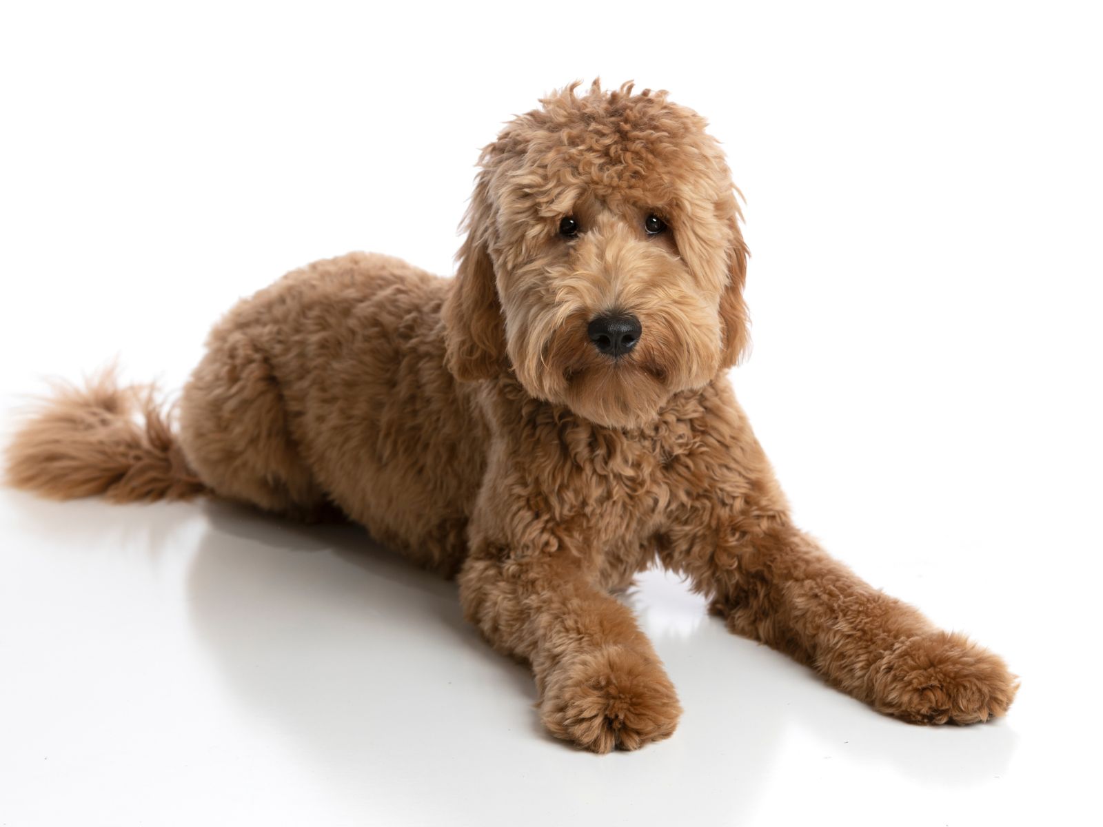 Labradoodle vs Goldendoodle: Choosing Your Perfect Furry Friend