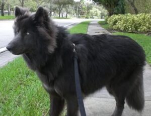 Blue Bay Shepherd Breeders: Discover Pathways to Your Perfect Pup!