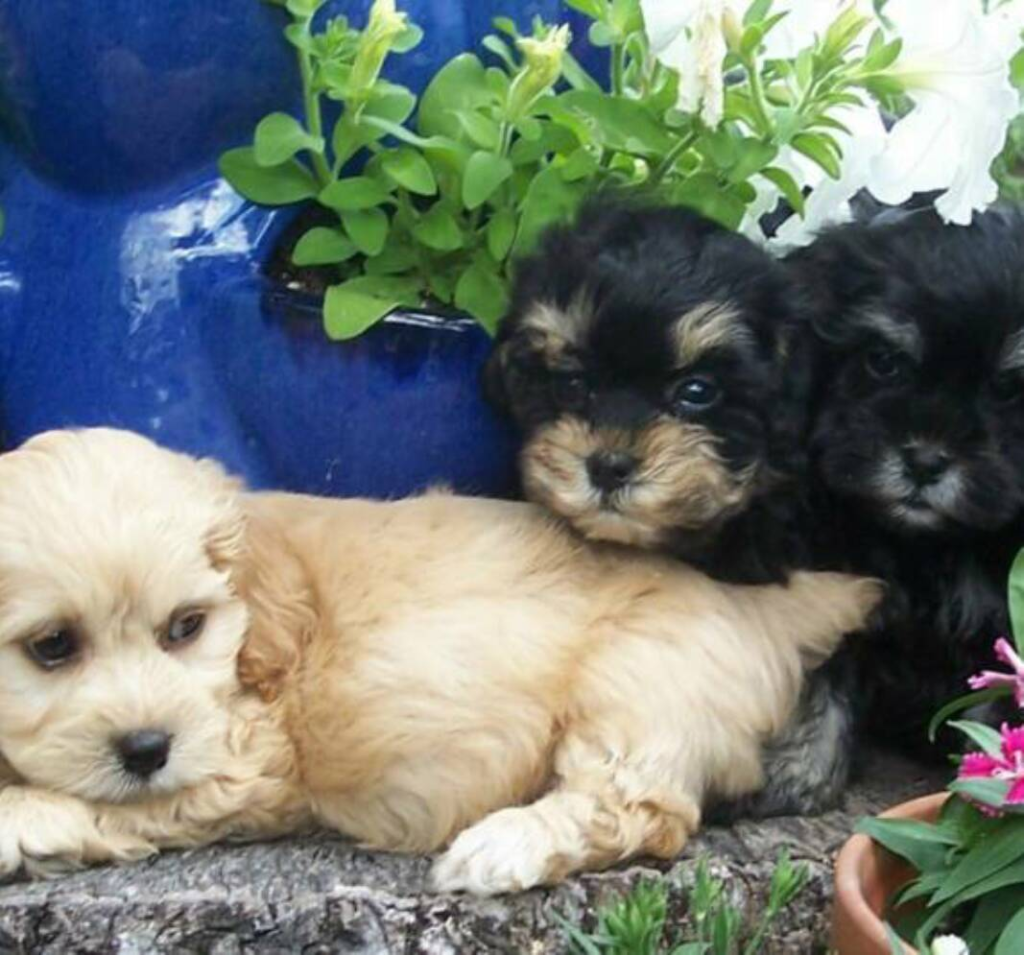 Cockapoo Breeders in Florida [2024] | List of 5 Local Breeders