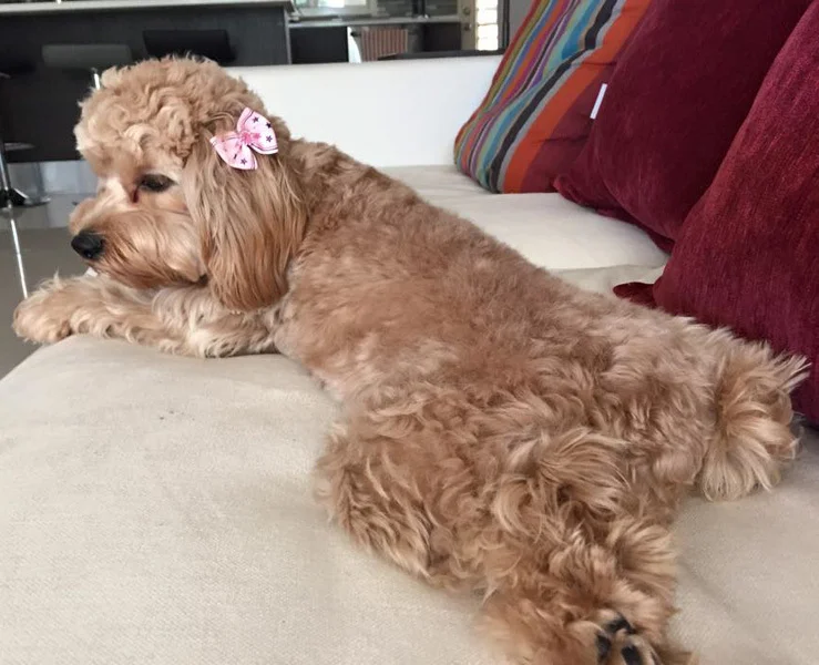 Cockapoo Breeders in Florida [2024] | List of 5 Local Breeders