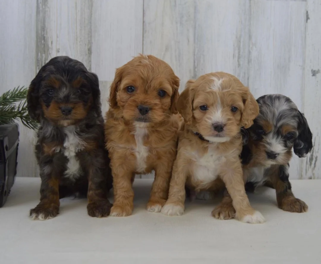 Cockapoo Breeders in Florida [2024] | List of 5 Local Breeders