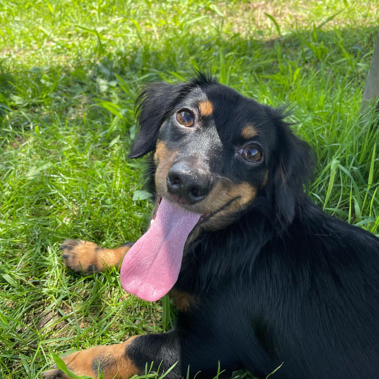 Dachshund Mixes: Discover 33 Adorable Hybrid Doxies [2024]