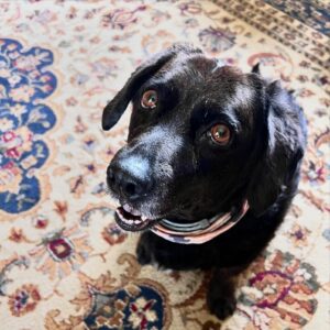 Dachshund Mixes: Discover 33 Adorable Hybrid Doxies [2024]