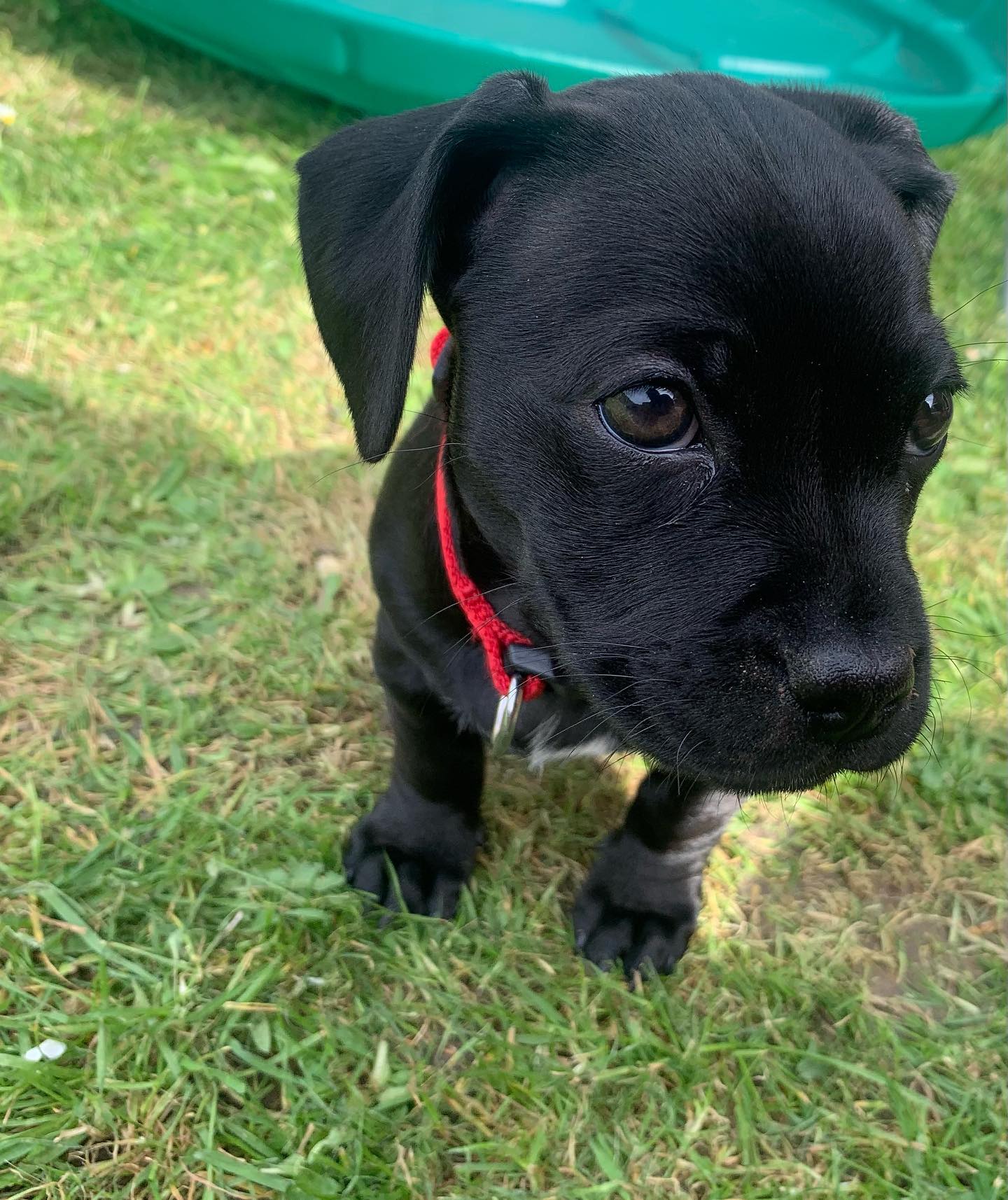 Dachshund Mixes: Discover 33 Adorable Hybrid Doxies [2024]