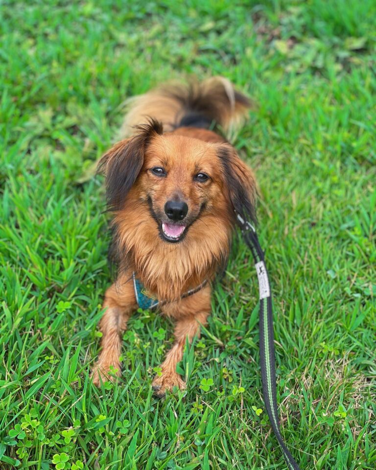 Dachshund Mixes: Discover 33 Adorable Hybrid Doxies [2024]