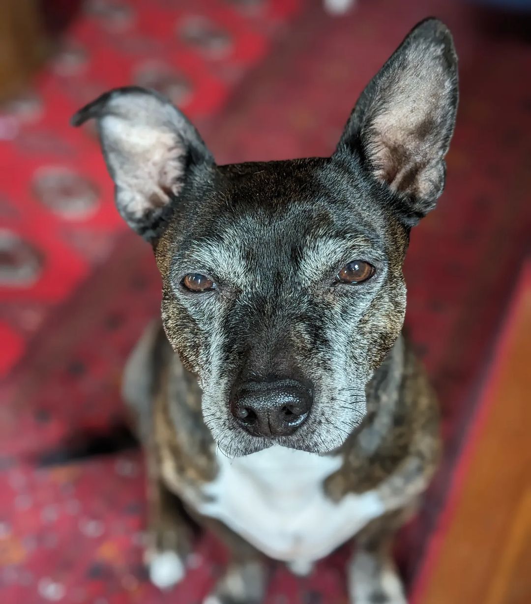 Dachshund Mixes: Discover 33 Adorable Hybrid Doxies [2024]