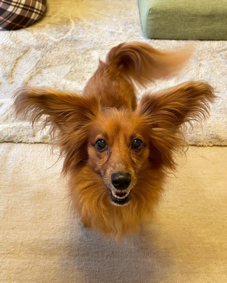 Dachshund Mixes: Discover 33 Adorable Hybrid Doxies [2024]