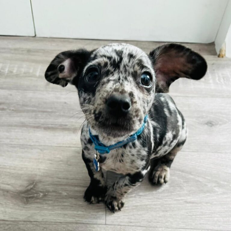 Dachshund Mixes: Discover 33 Adorable Hybrid Doxies [2024]