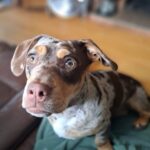 Dachshund Mixes: Discover 33 Adorable Hybrid Doxies [2024]