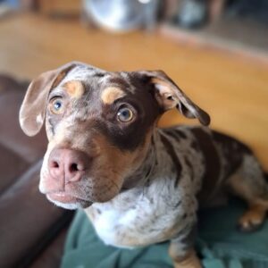 Dachshund Mixes: Discover 33 Adorable Hybrid Doxies [2024]