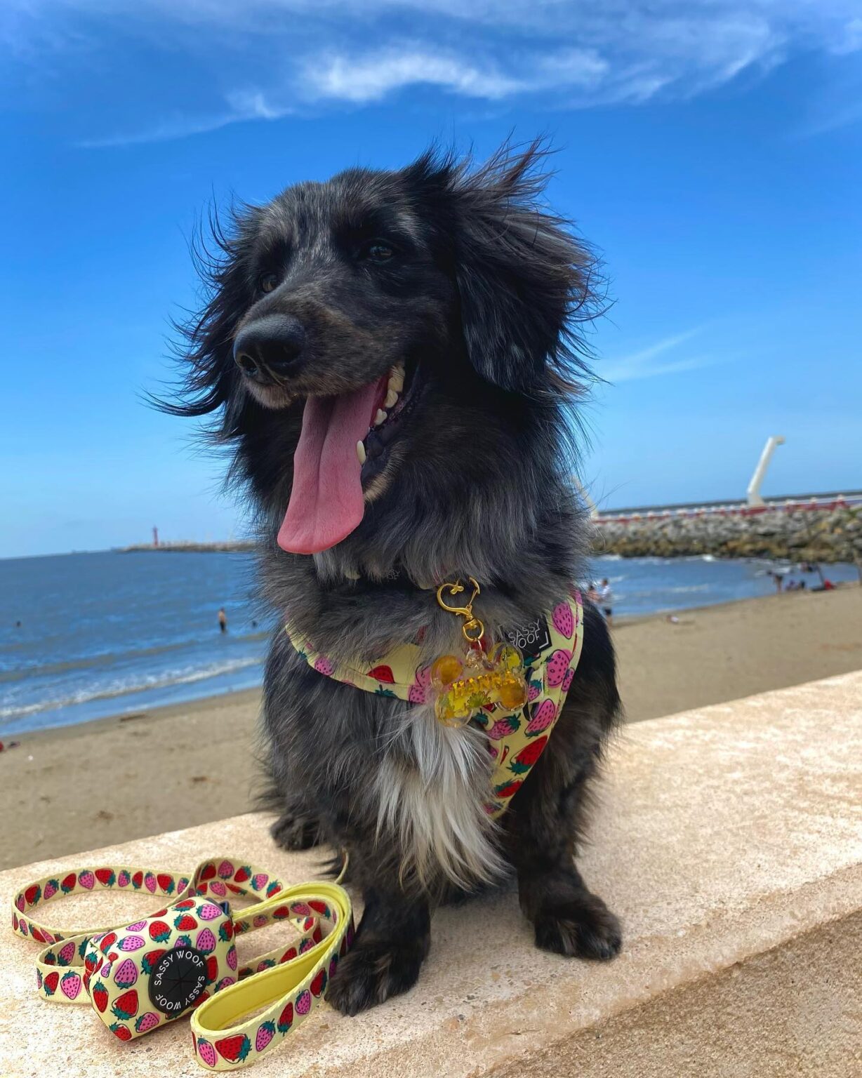 Dachshund Mixes: Discover 33 Adorable Hybrid Doxies [2024]