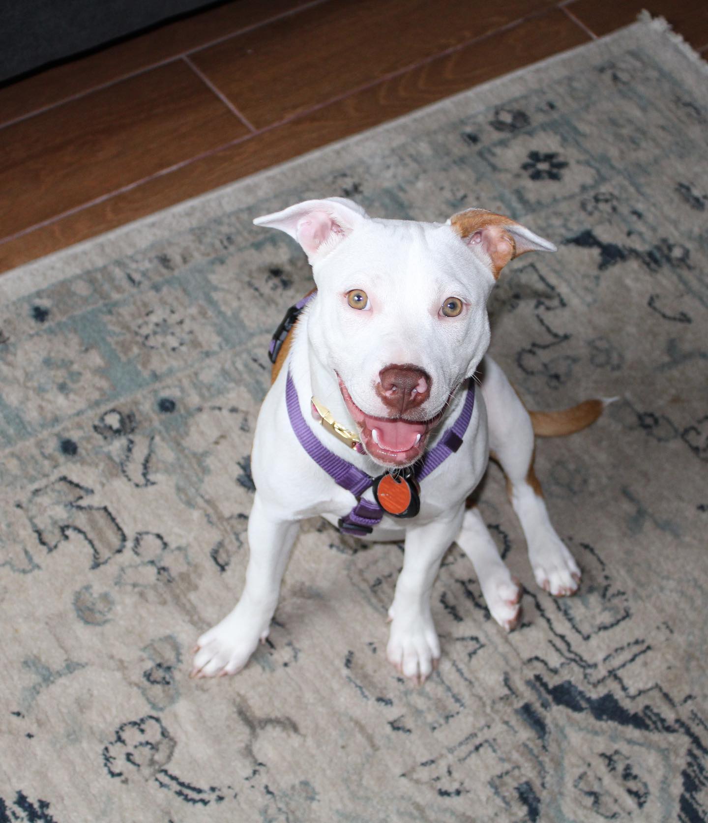 Dachshund Mixes: Discover 33 Adorable Hybrid Doxies [2024]