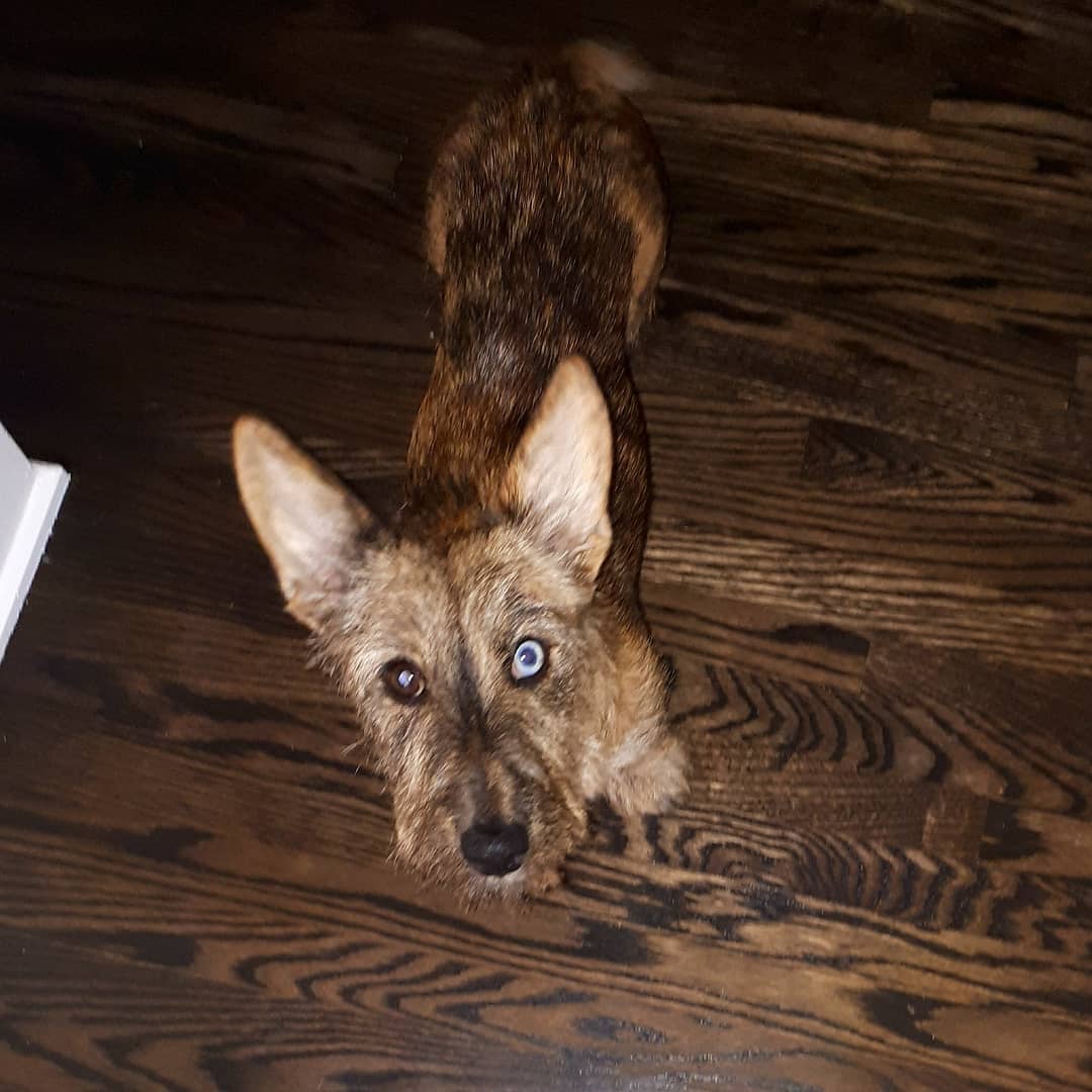 Dachshund Mixes: Discover 33 Adorable Hybrid Doxies [2024]