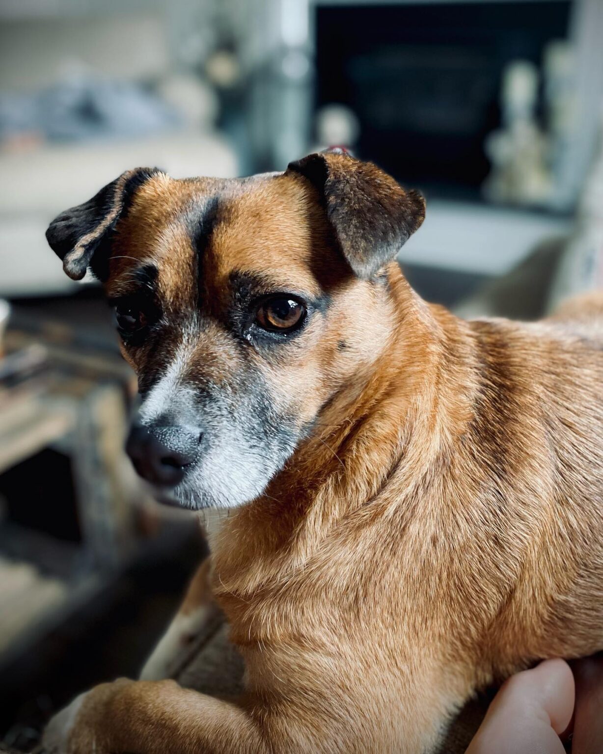 Dachshund Mixes: Discover 33 Adorable Hybrid Doxies [2024]