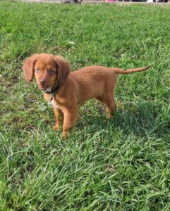 Dachshund Mixes: Discover 33 Adorable Hybrid Doxies [2024]