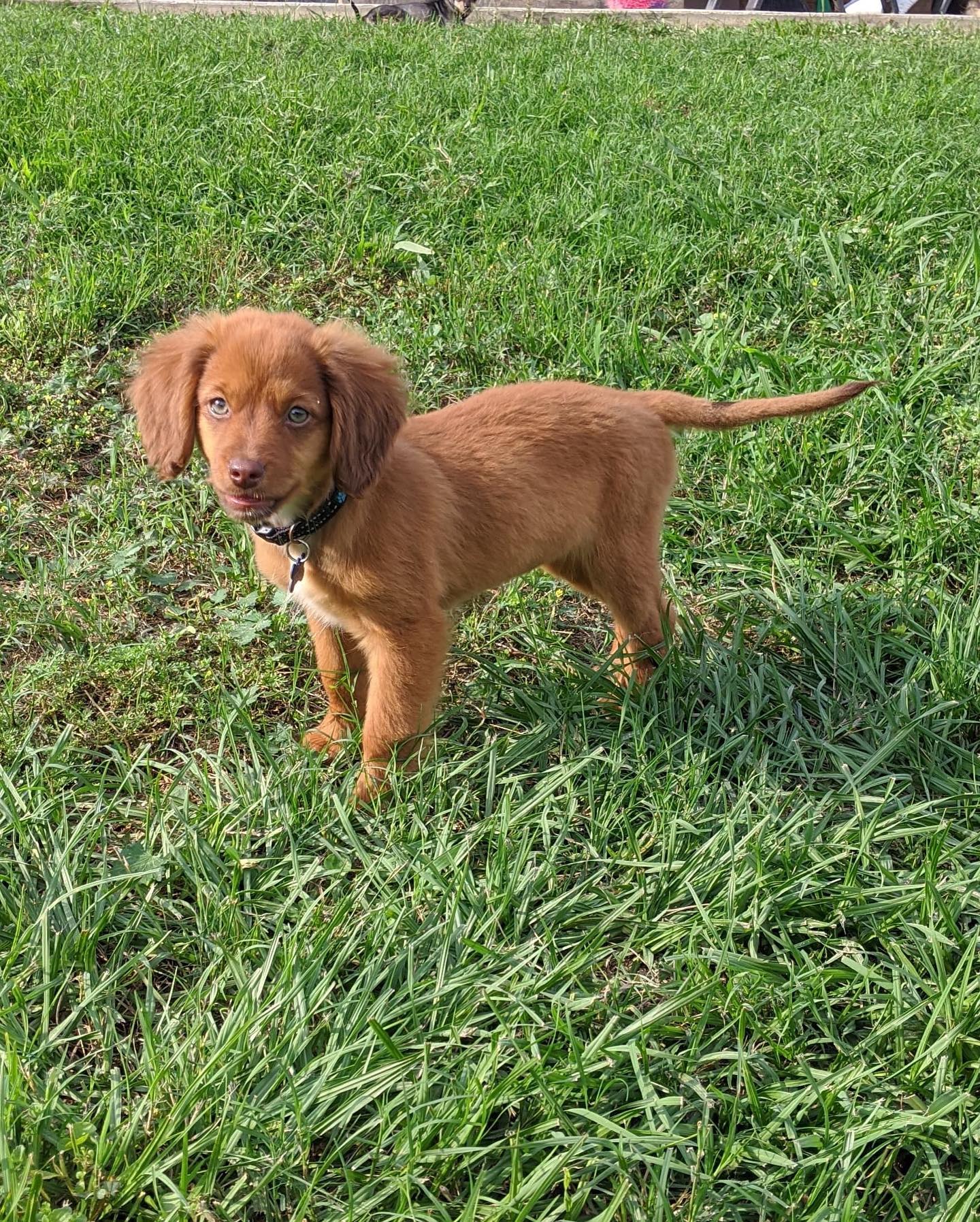Dachshund Mixes: Discover 33 Adorable Hybrid Doxies [2024]